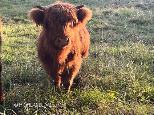 All Products | Highland Dale