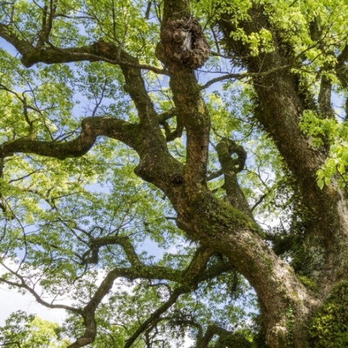 Ho Wood | Wholistic Aromatics