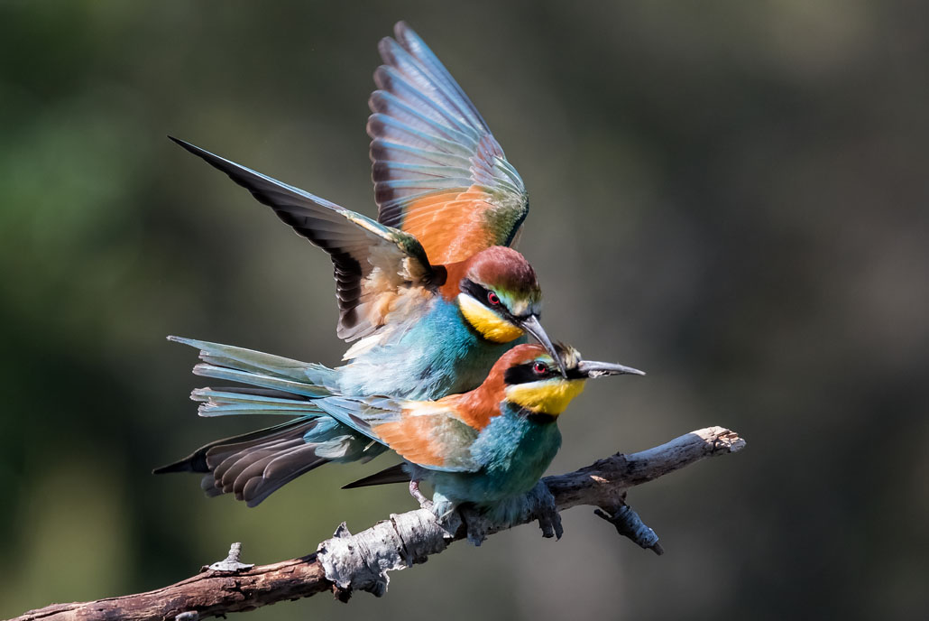France | rando-oiseaux