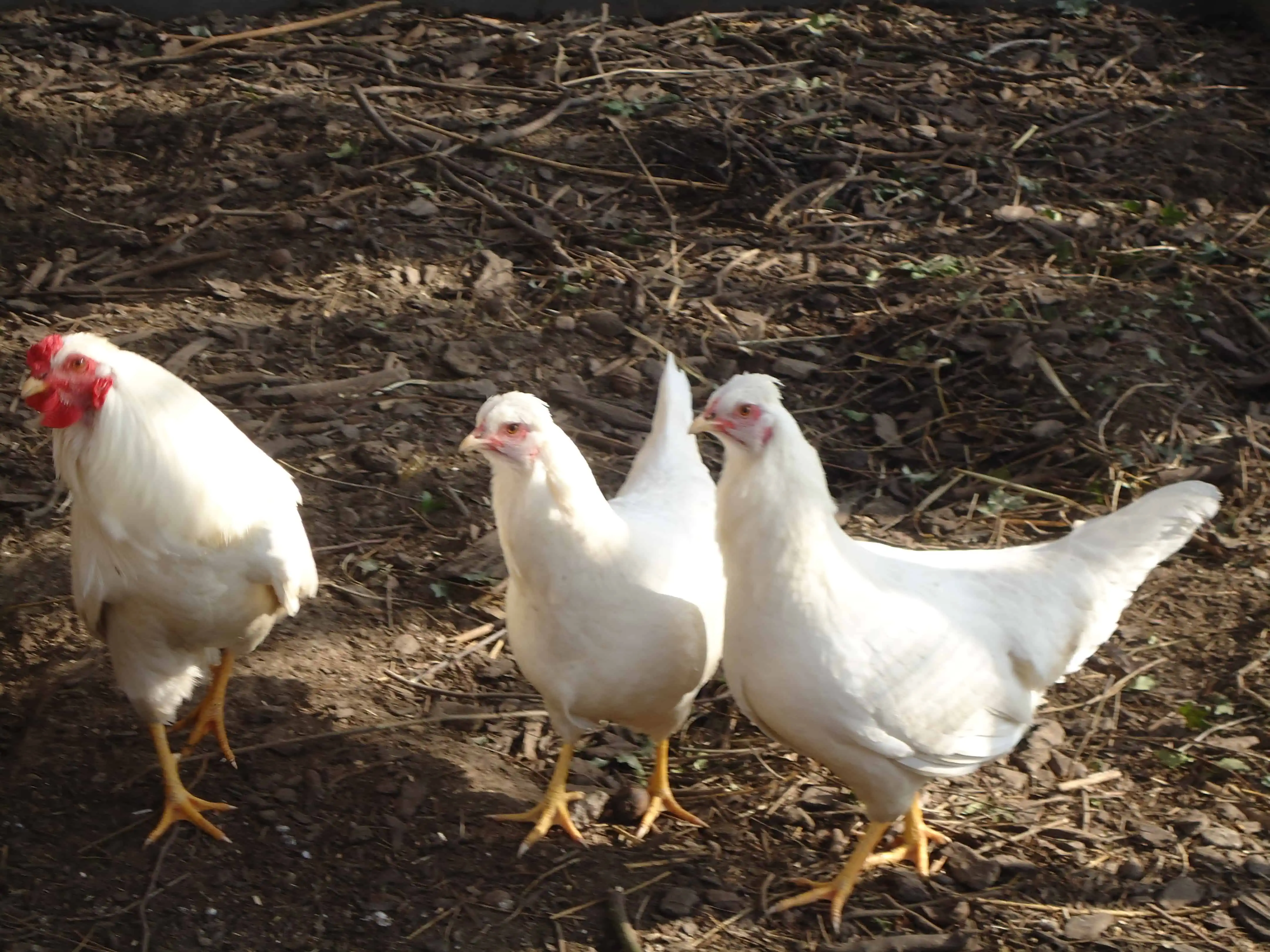 Schijndelaar | De Kippentuin