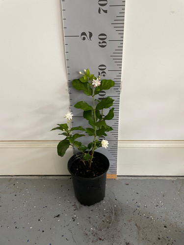 Mysore mulli 1 | Charlotte Maali