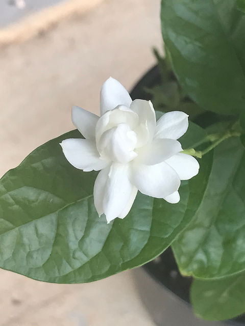 Mysore Mulli | Charlotte Maali