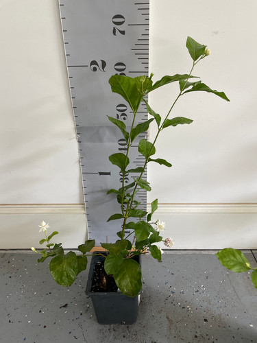 Mysore mulli 3 | Charlotte Maali