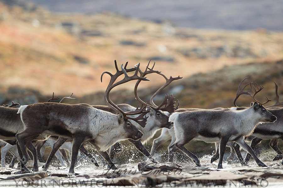 Tutorial. HOW TO PHOTOGRAPH WILD REINDEER