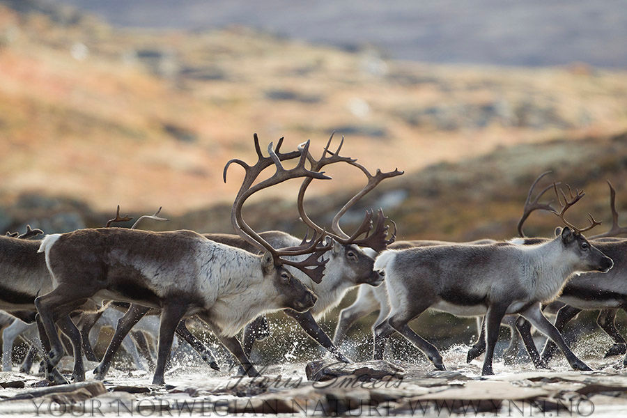 Tutorial. HOW TO PHOTOGRAPH WILD REINDEER