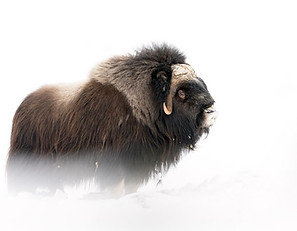 musk ox photography tours