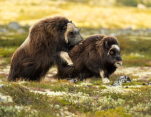 musk ox photography tours