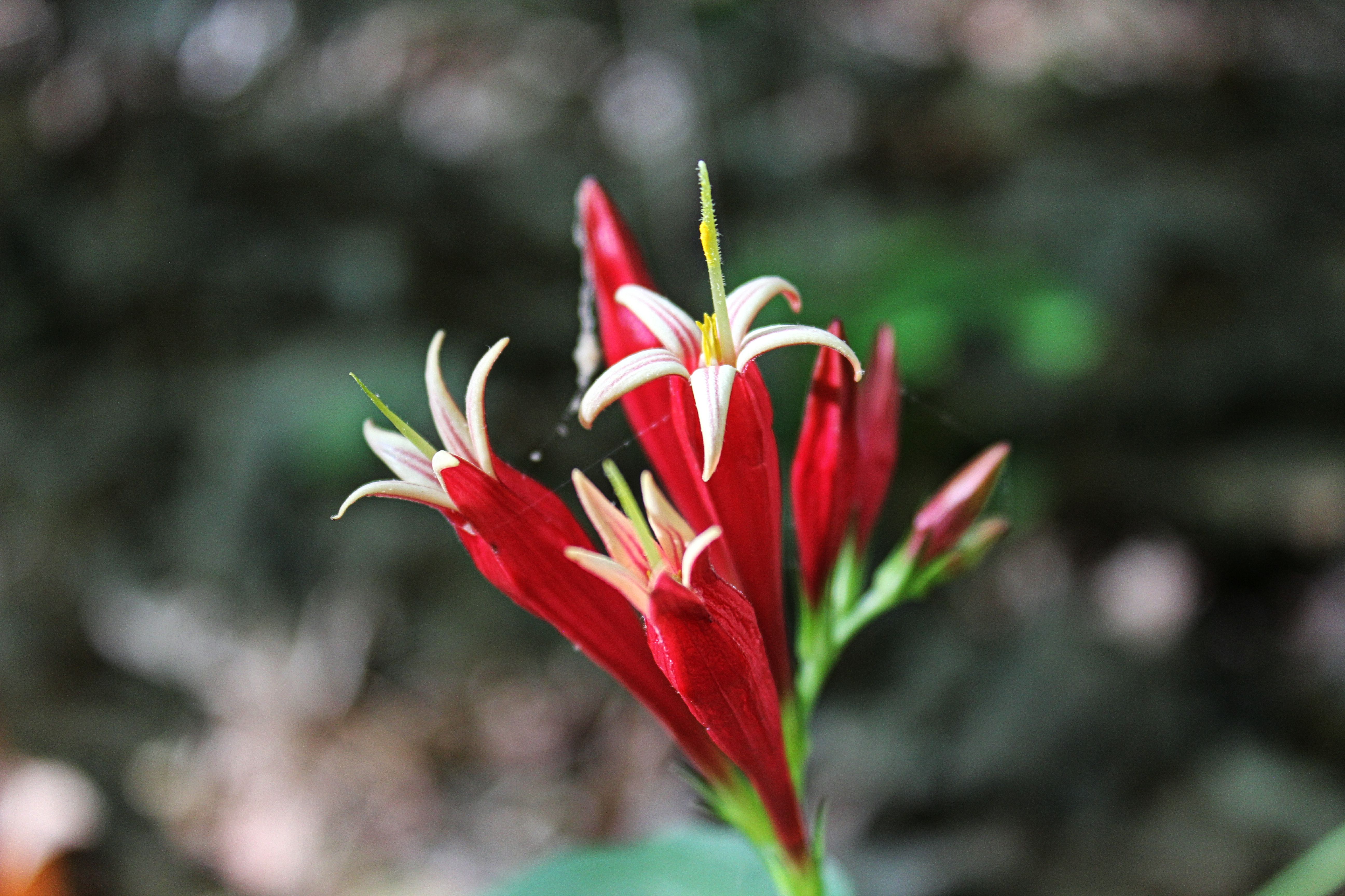 HOME | searrasstudio