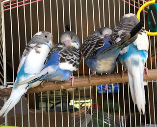 Parakeets | Shake Your Tail Feather Aviary | United States