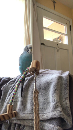 Parakeets | Shake Your Tail Feather Aviary | United States