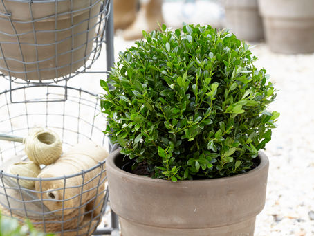 Varieties | Ilex LUXUS®