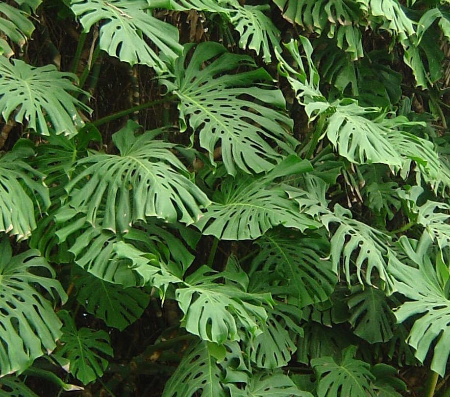 Comment cultiver une Monstera ? | La jungle de So