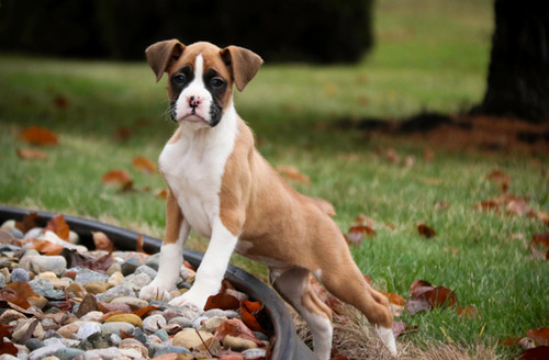 Kash/SOLD | Boxer Blessings