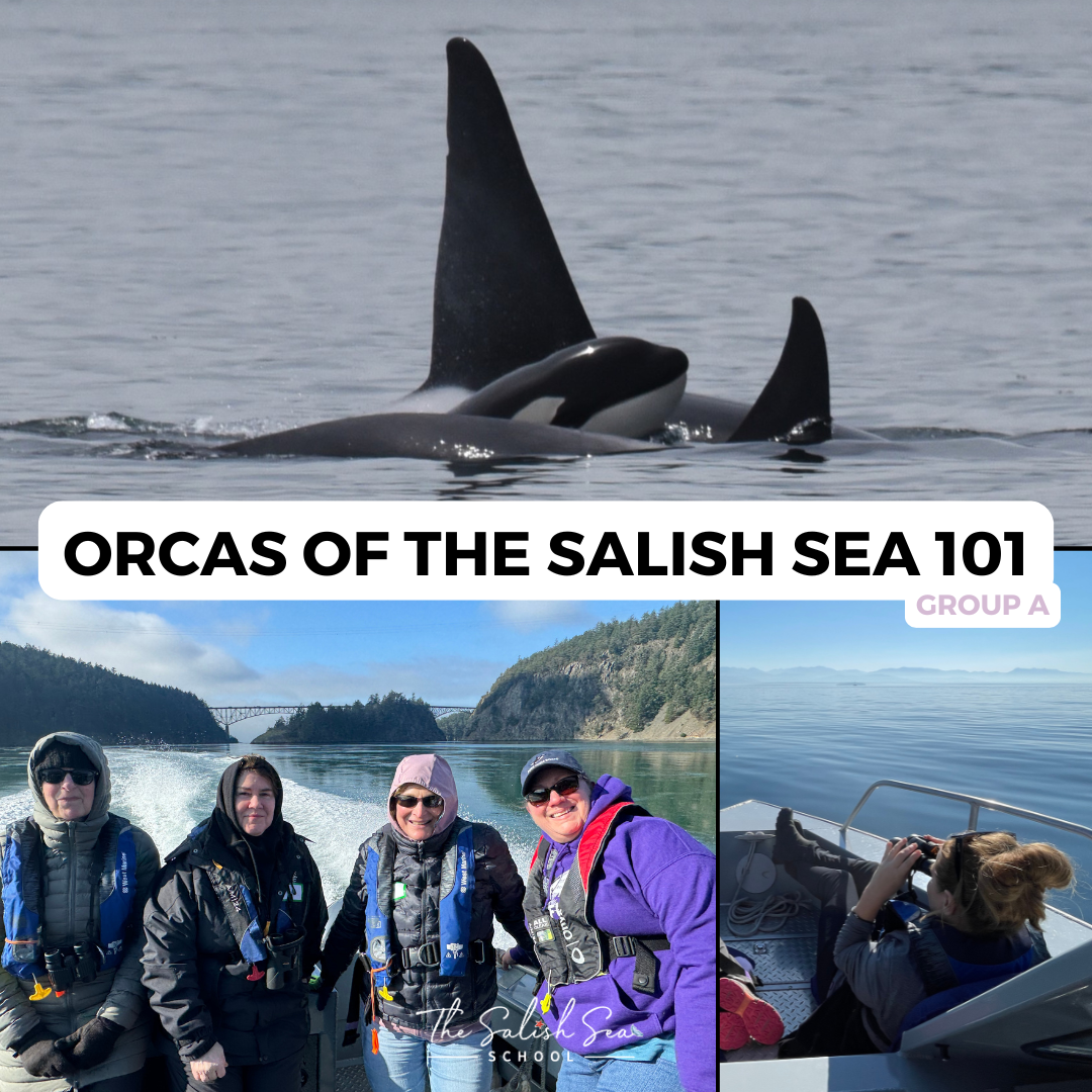 Orcas of the Salish Sea 101 (Adult - A) | Salish Sea School