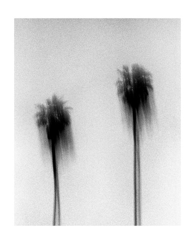 Moving Palm Trees 2021 | Guigo Foggiatto