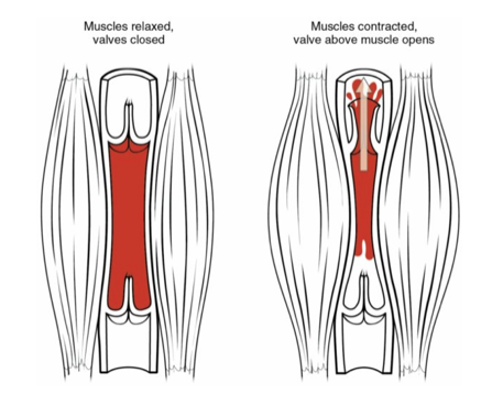 THE MAGICAL MUSCLE PUMP