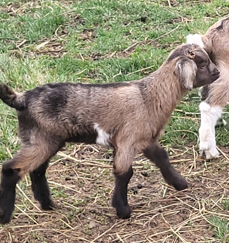100%New Zealand Buck | RK Farms