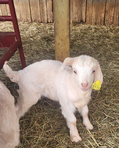 100% New Zealand Buck | RK Farms