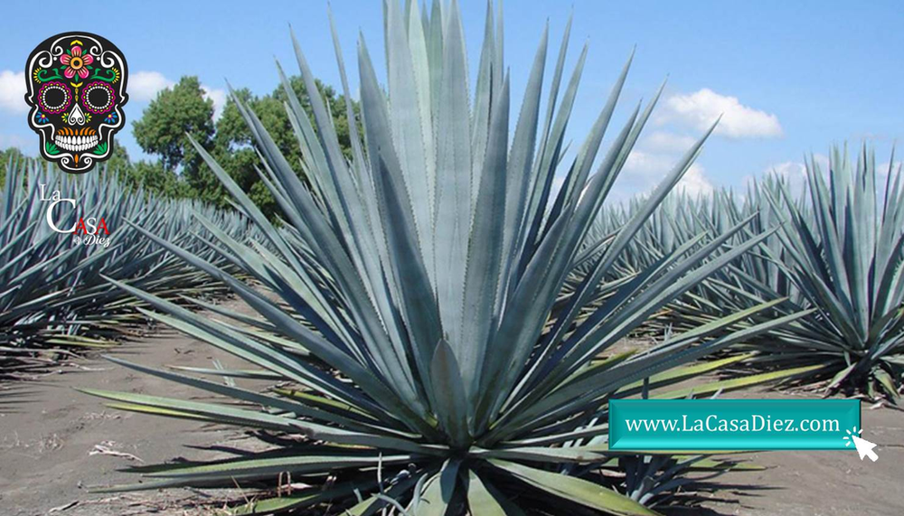 💀 TIPOS DE AGAVE EN MEXICO, especies endémicas y bondadosas para ...