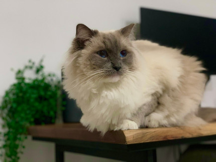 Home | Emzdollz Ragdolls & Scottish Folds