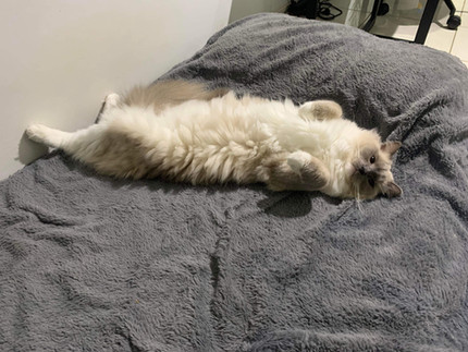 Home | Emzdollz Ragdolls & Scottish Folds