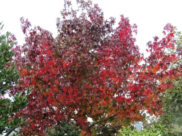 Native Plant of the Week: Sweetgum