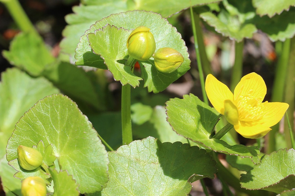 Native Plant of the Week: Marsh Marigold