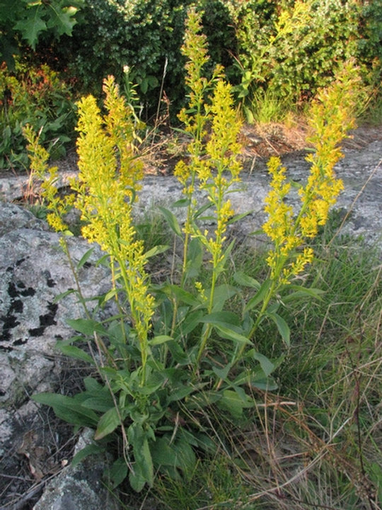Native Plant of the Week: Showy Goldenrod