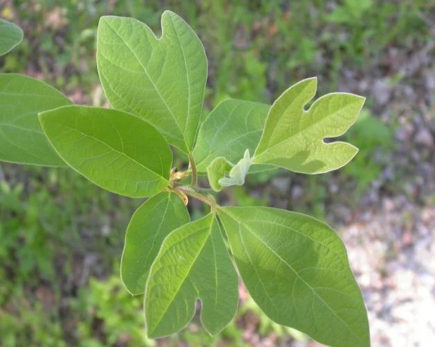 Native Plant of the Week: Sassafras