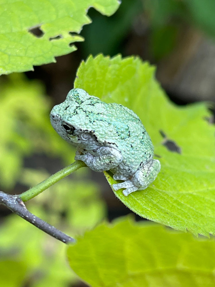 Eastern Gray Tree Frog | KMS Native Plants