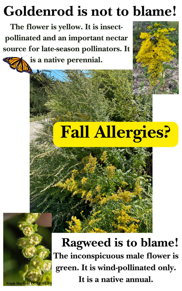 Fall Allergies: Myth Buster | KMS Native Plants