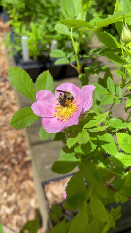 Happy Bumble Bee and Rosa virginiana - Prairie Rose | KMS Native Plants