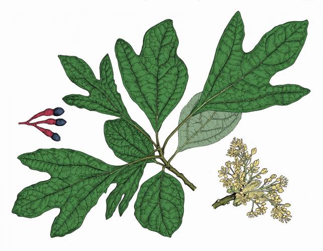 Native Plant of the Week: Sassafras