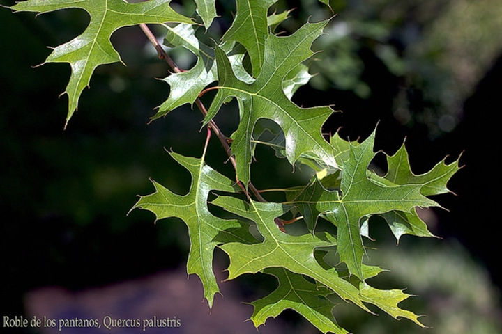 Native Plant of the Week: Pin Oak