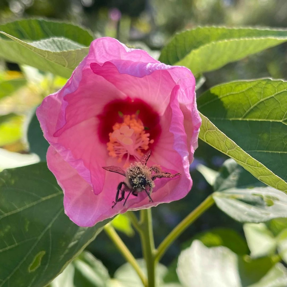 Native Plant of the Week: Swamp Mallow