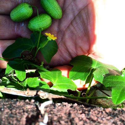 Wild Cucumber, Creeping Cucumber: Melothria pendula