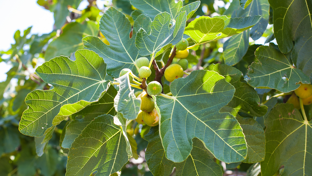 Growing Fig Trees: Cultivating, Varieties, and Planting Tips | GreenDreams