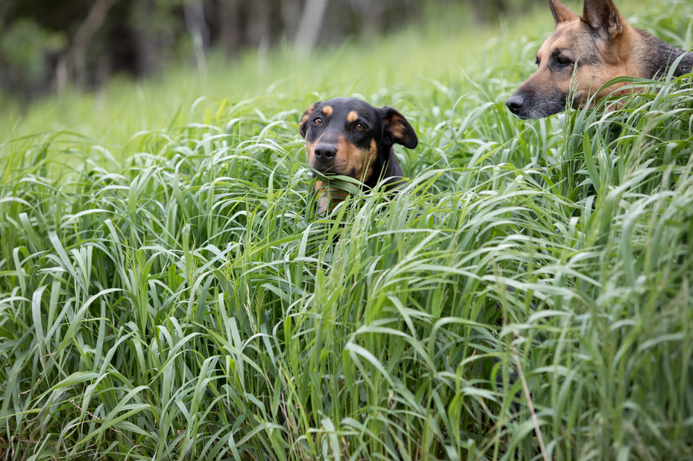 How Dogs are the Ultimate Companions