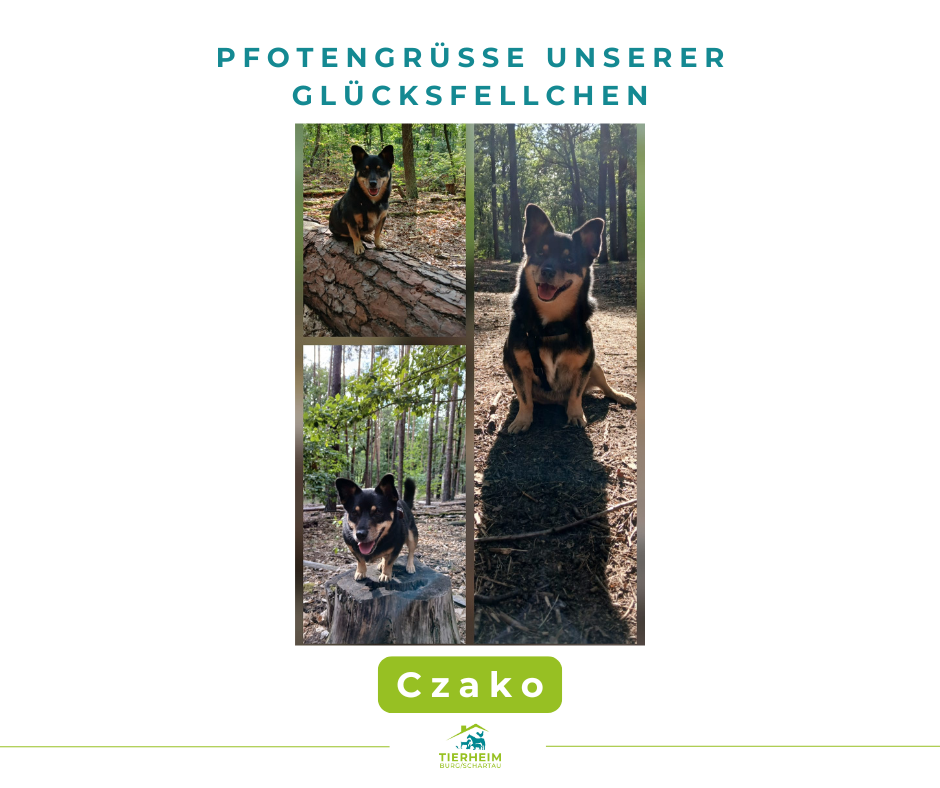 Czako