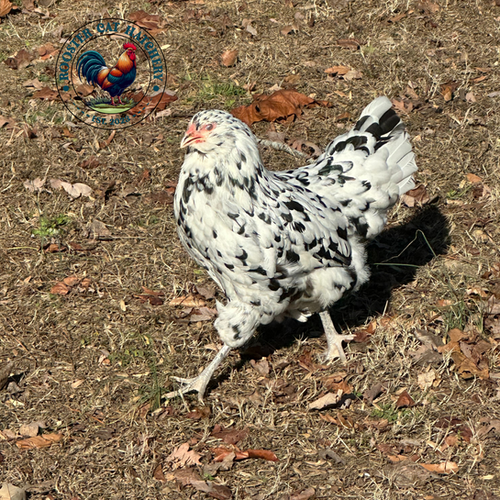 Shop Ermine Ameraucanas - Rare Chickens for Blue-Green Eggs