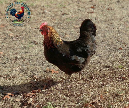 Shop F2 Olive Eggers - Unique Egg Layers | Rooster C Hatchery