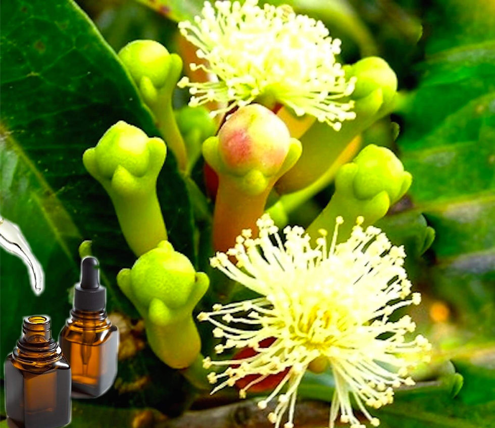 Clove Oil | Nature's Antimicrobial Powerhouse Clove spice Oil for ...