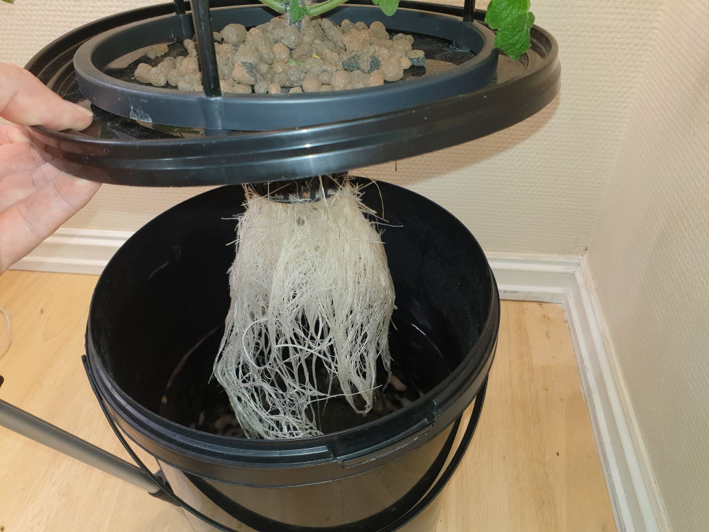 DIY Kratky | Innehagen