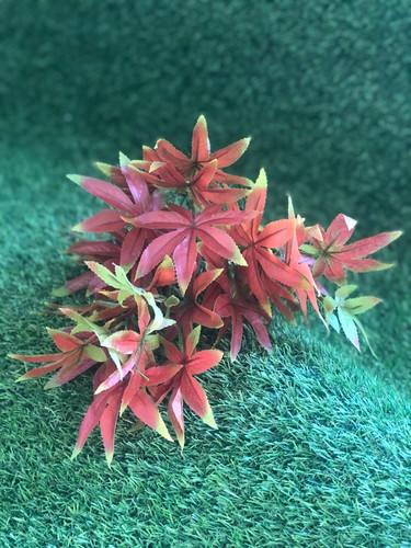 Maple Leaf Bush | Thistle And Fearne