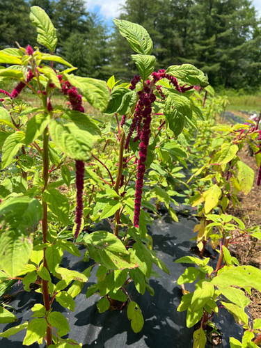 Amaranth Love Lies Bleeding Seeds | River Rose