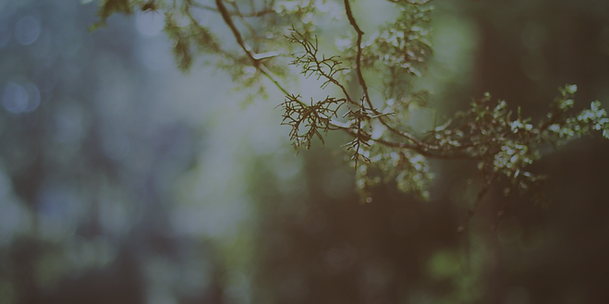 Gotas de Luz Eco | Microdose Ayahuasca