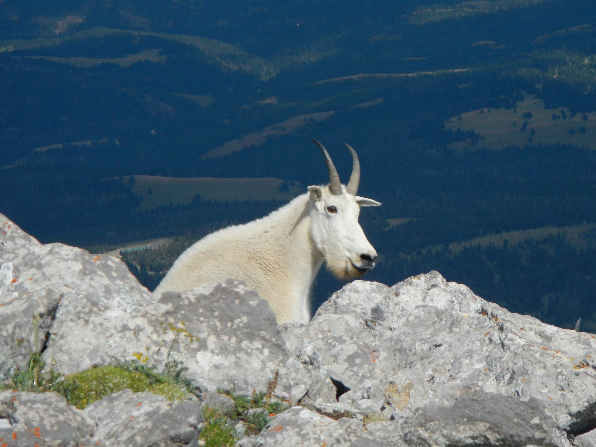 Moving Rocky Mountain Goats