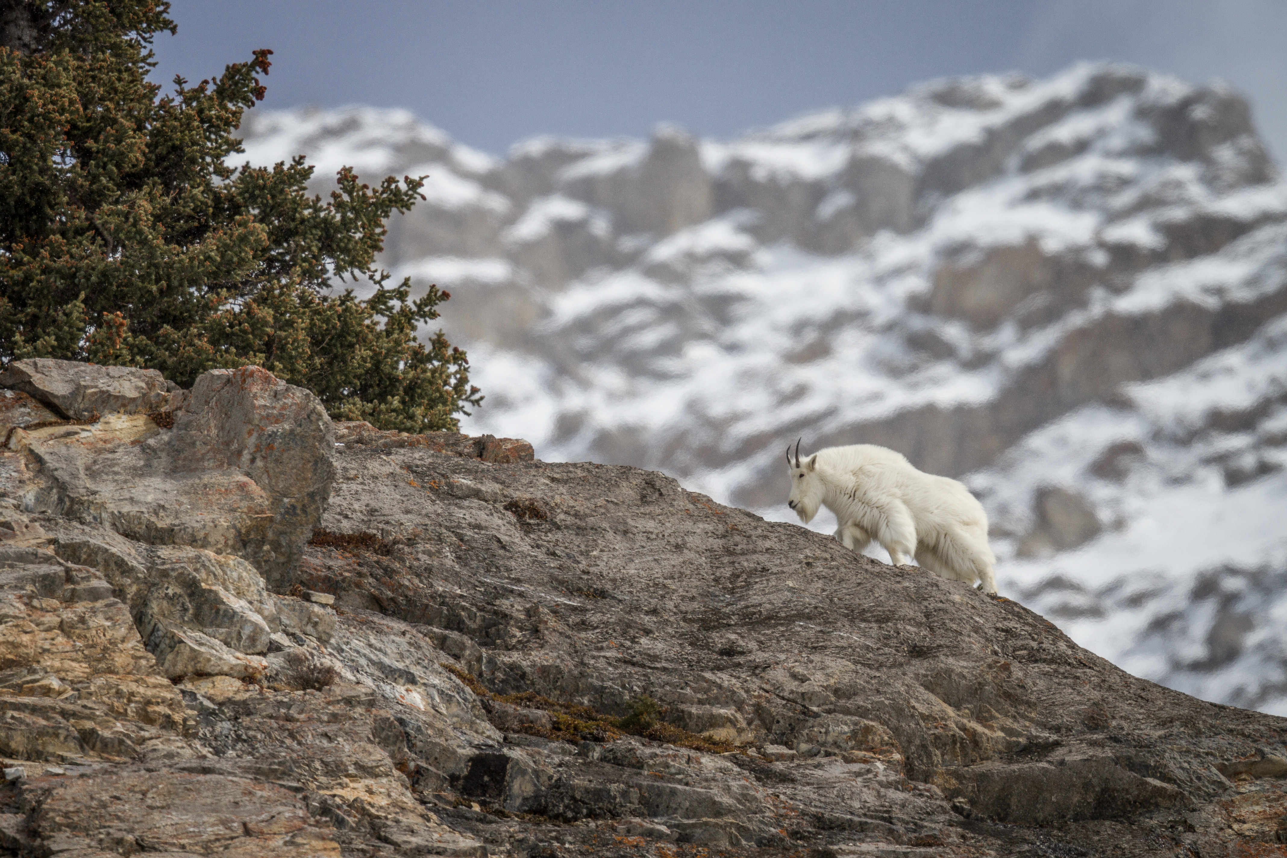 2019 Crazy Mountains Goat Count