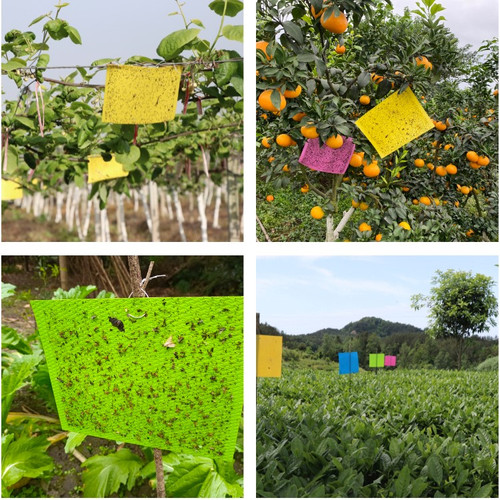 Biodegradable Insect Sticky Traps 12 Pack! | Naturally Neem NZ