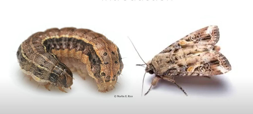 Fall Army Worm/Moth ControlNature Haven Ltd